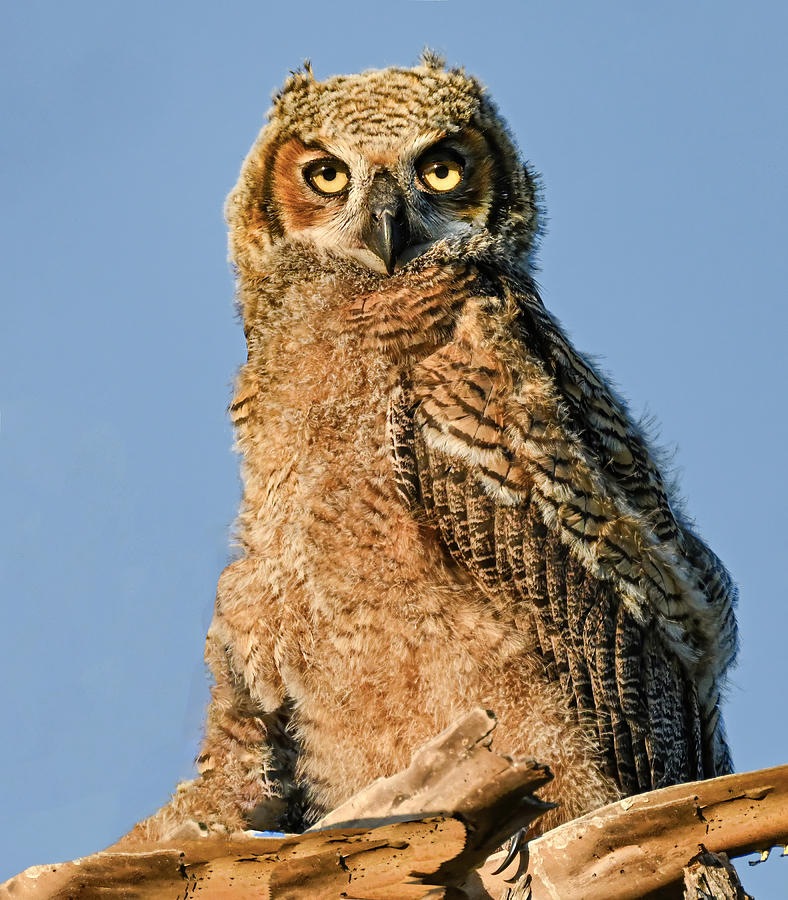 Young Great Horned Owl Photograph by Jane Lyons - Fine Art America