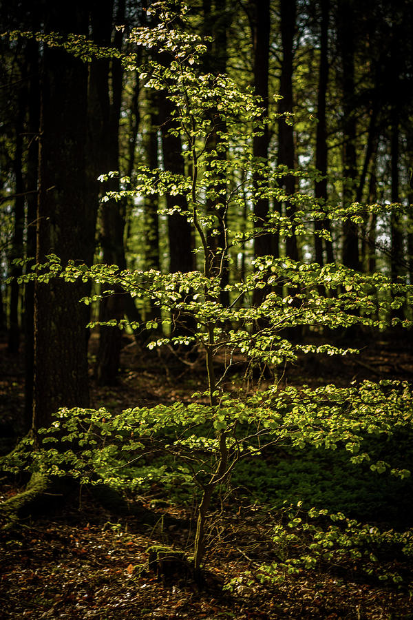 Young Tree in the Dark Forest Photograph by Oliver Kluwe - Pixels