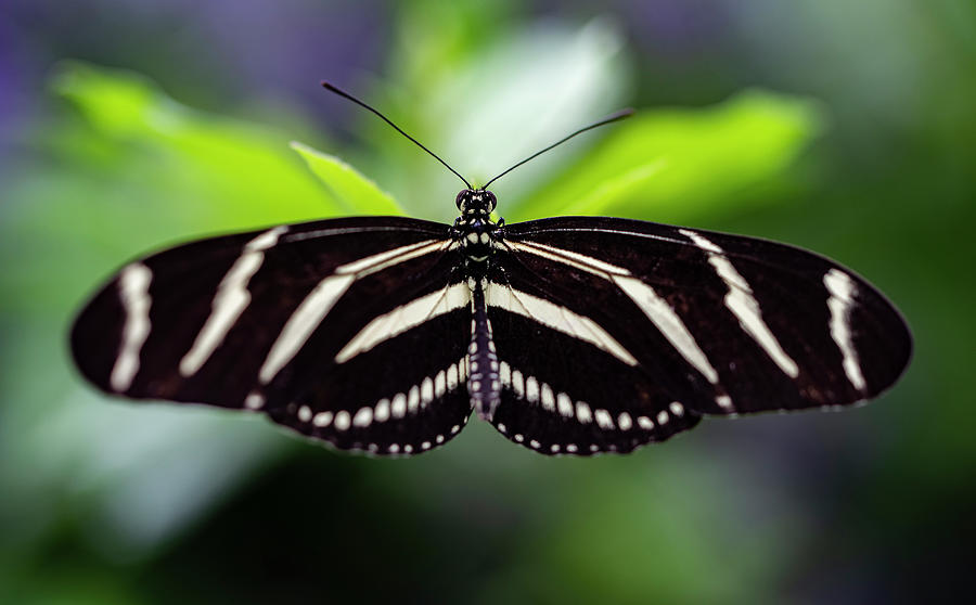 Zebra Longwing Photograph by Larry Helms - Pixels