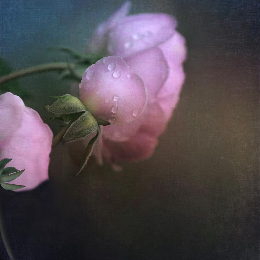 Benevolence Photograph By Debby Rose Fine Art America