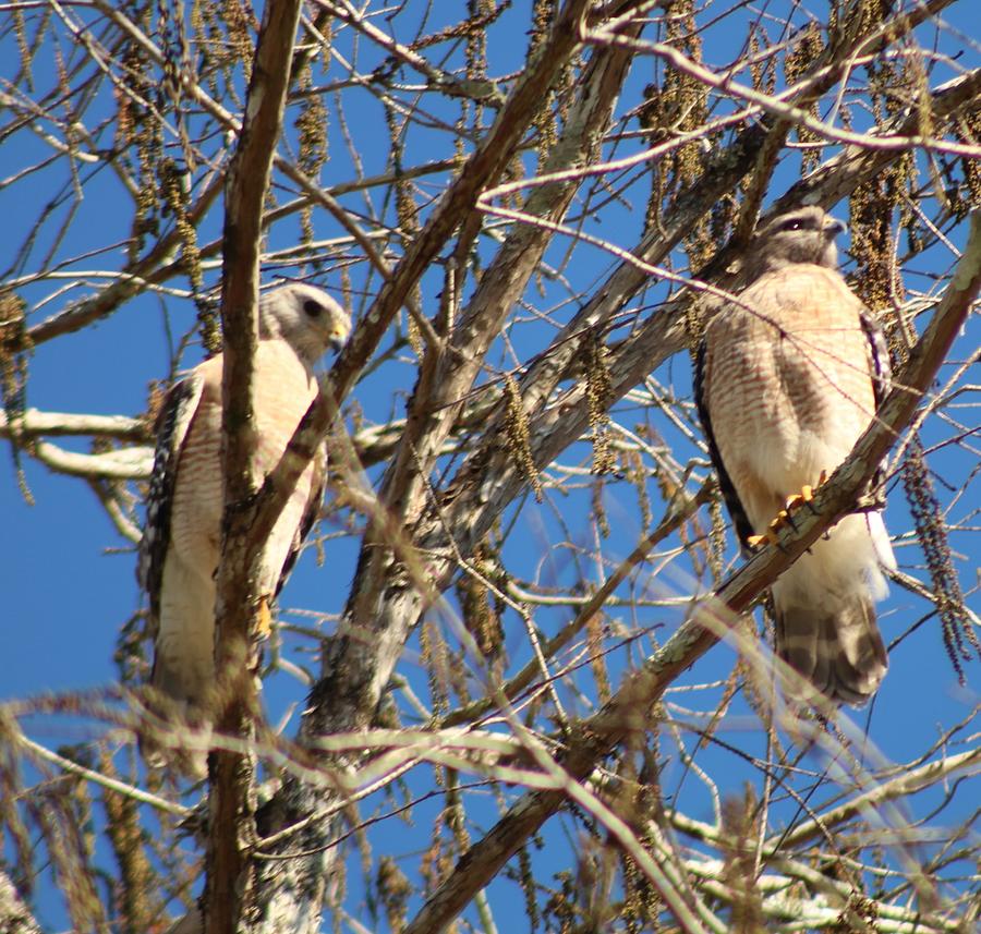 2 Red Shouldered Hawks Photograph by Joseph Waldvogel - Pixels