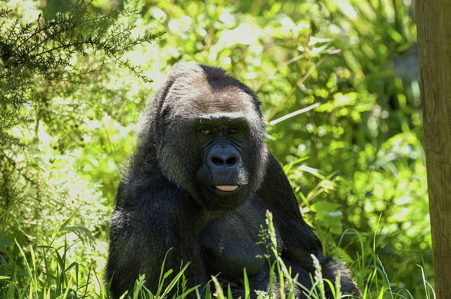A critically endangered Western lowland gorilla. Photograph by Robert ...