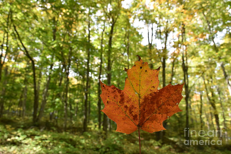 A maple leaf in the fall #1 Photograph by Claude Laprise - Pixels