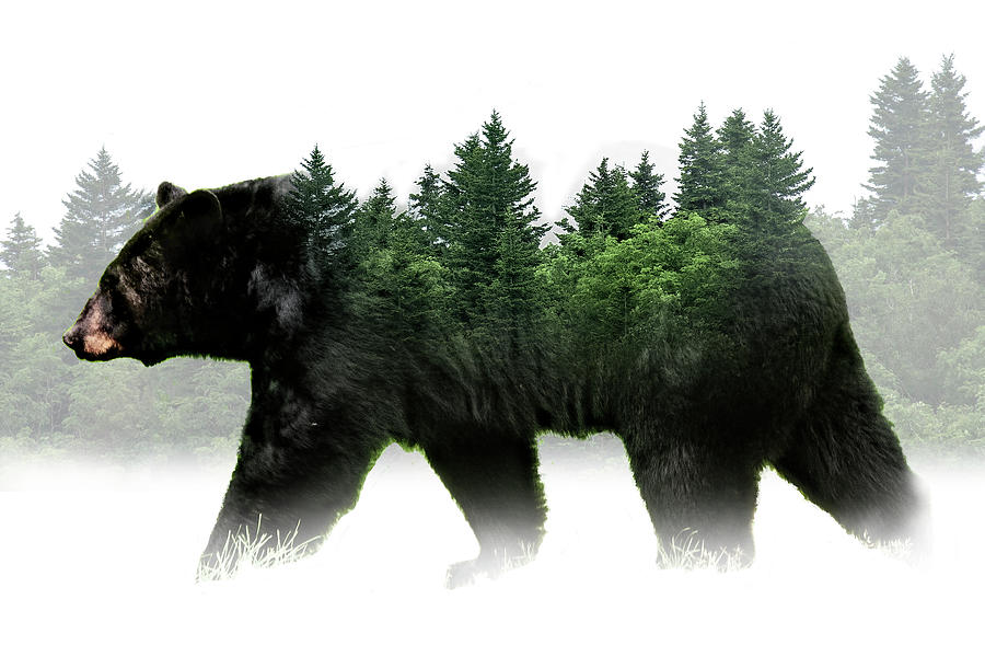 Artistic Portrai of a Black Bear with Forest #1 Photograph by Randall ...