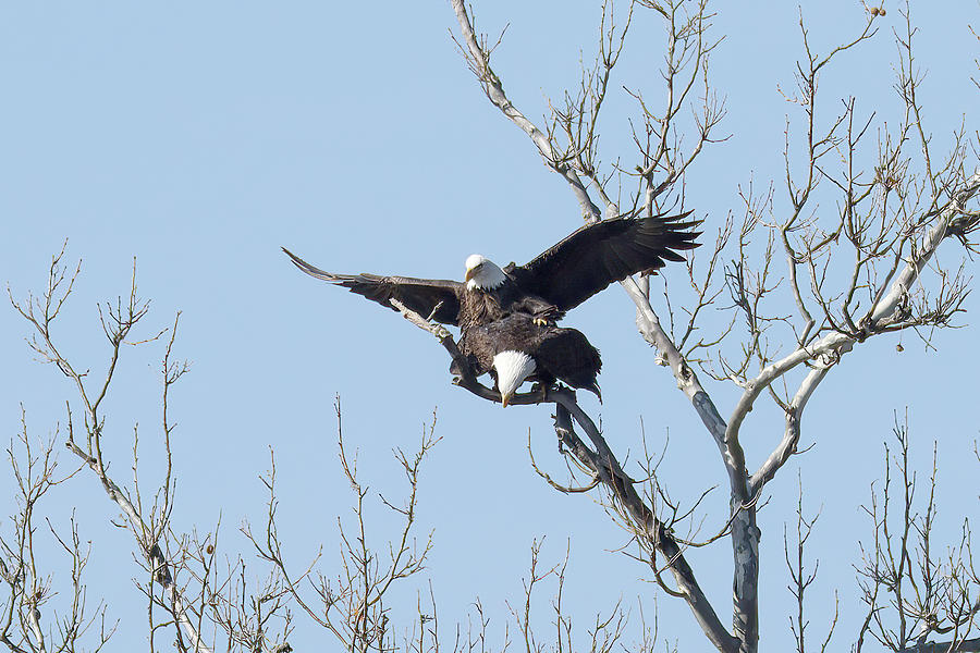 Bald Eagles mating Photograph by Christopher Smith - Fine Art America