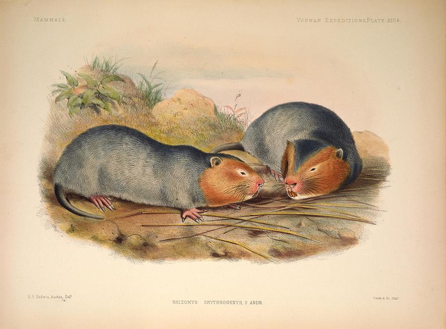 Beautiful wildlife Mixed Media by Beautiful Nature Prints - Fine Art ...