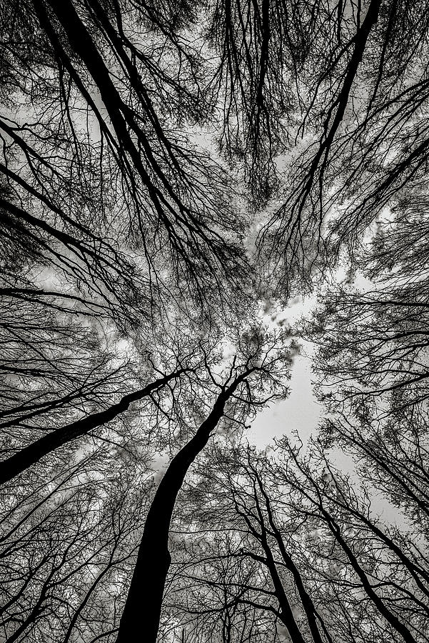 Black and white trees Photograph by Isolda Zavoianu - Fine Art America