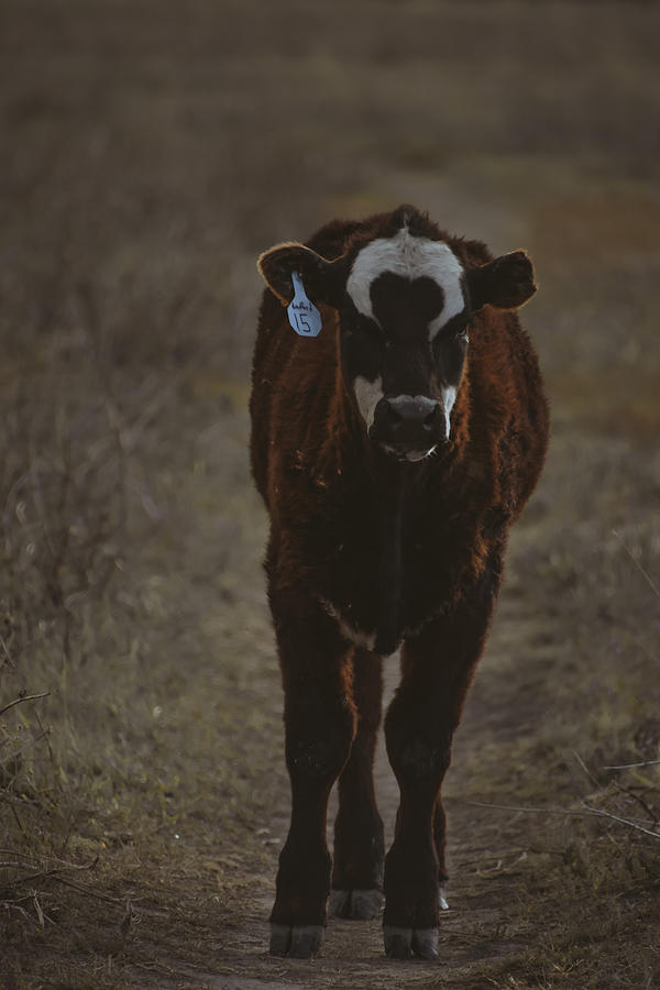 Black Brockle Face Calf Photograph by Riley Bradford - Pixels