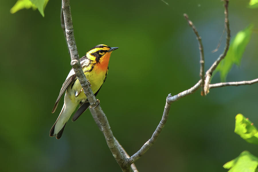 Blackburnian Warbler Photograph by Brook Burling - Fine Art America
