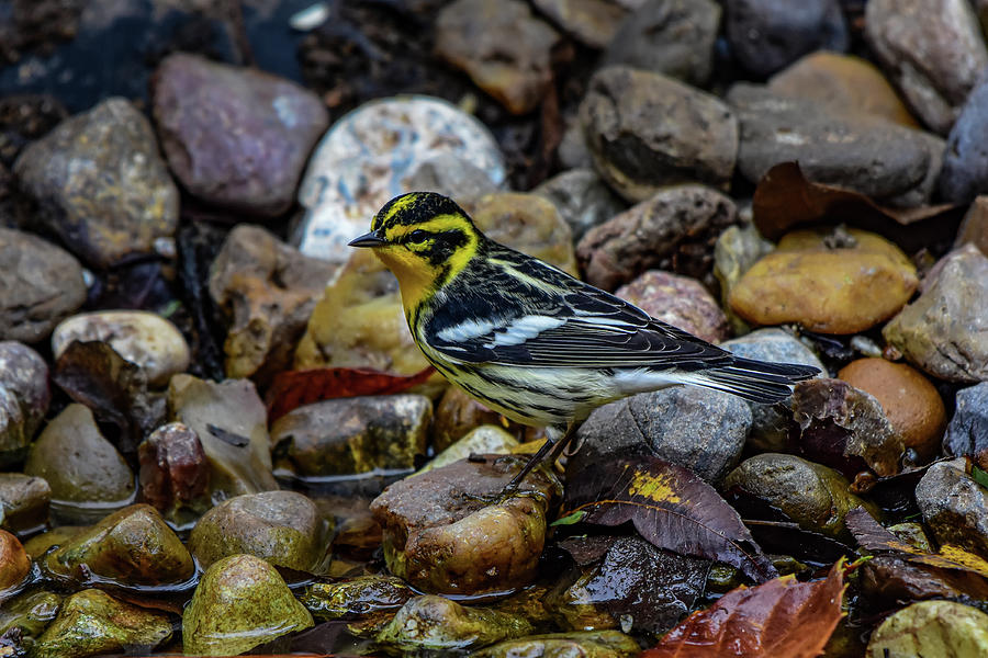 Blackburnian warbler Photograph by Dwight Eddington - Fine Art America