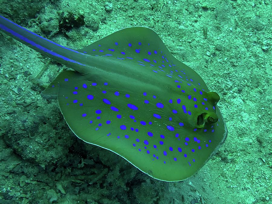 Blue spotted stingray Photograph by Lik Batonboot - Pixels Blue spotted stingray Photograph by Lik Batonboot - Pixels