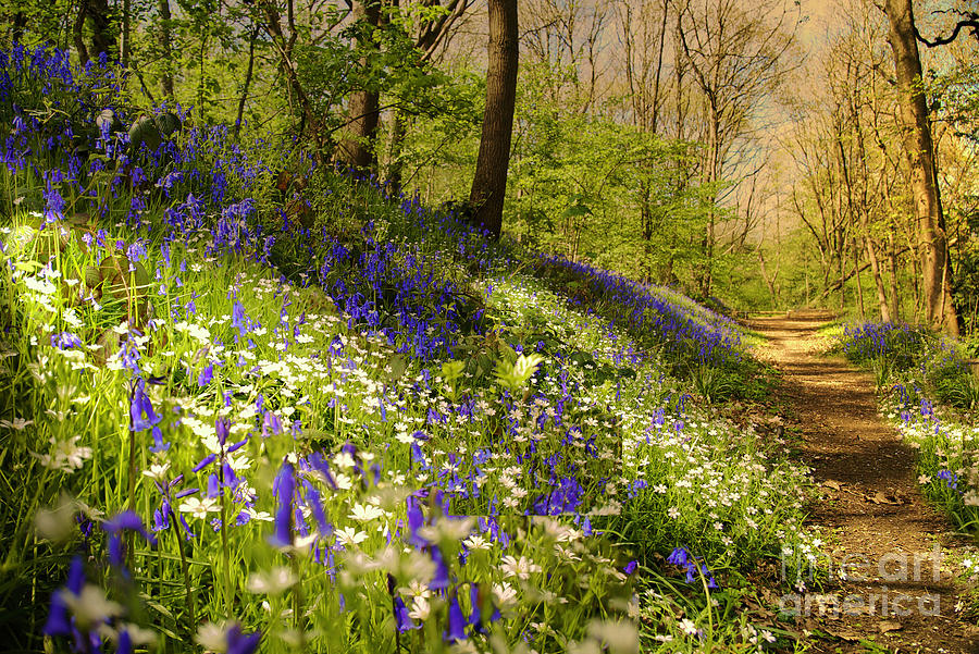 Bluebells Photograph By Alison Chambers Fine Art America