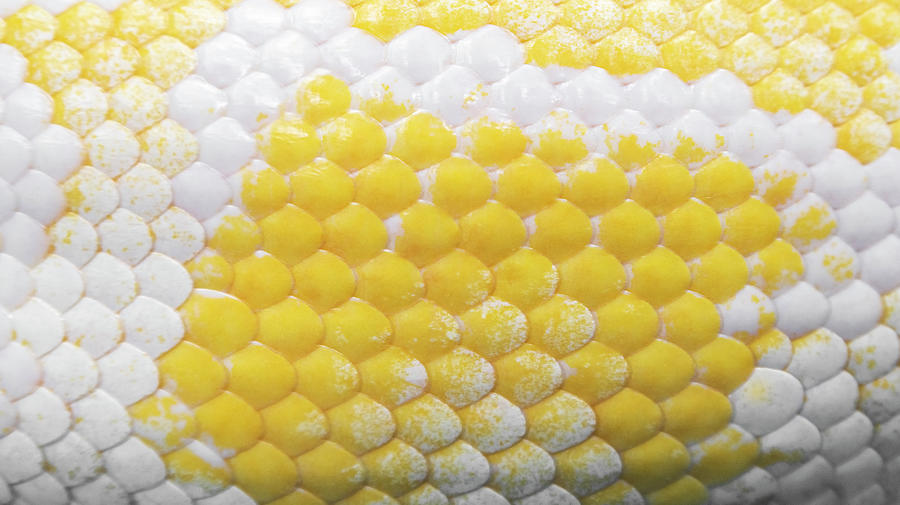 Burmese Python Photograph by Rob Downer - Fine Art America