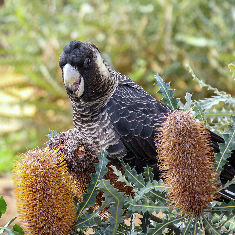 Carnaby black Cockatoo Photograph by Deane Palmer - Fine Art America