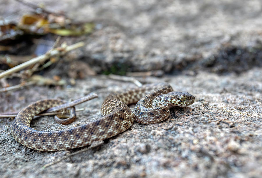 Cat-eyed Snake, Madagascarophis colubrinus, Andringitra National Park ...