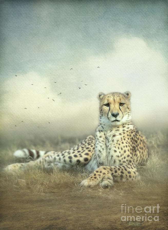Cheetah's Domain Photograph by Cindy McDonald - Fine Art America