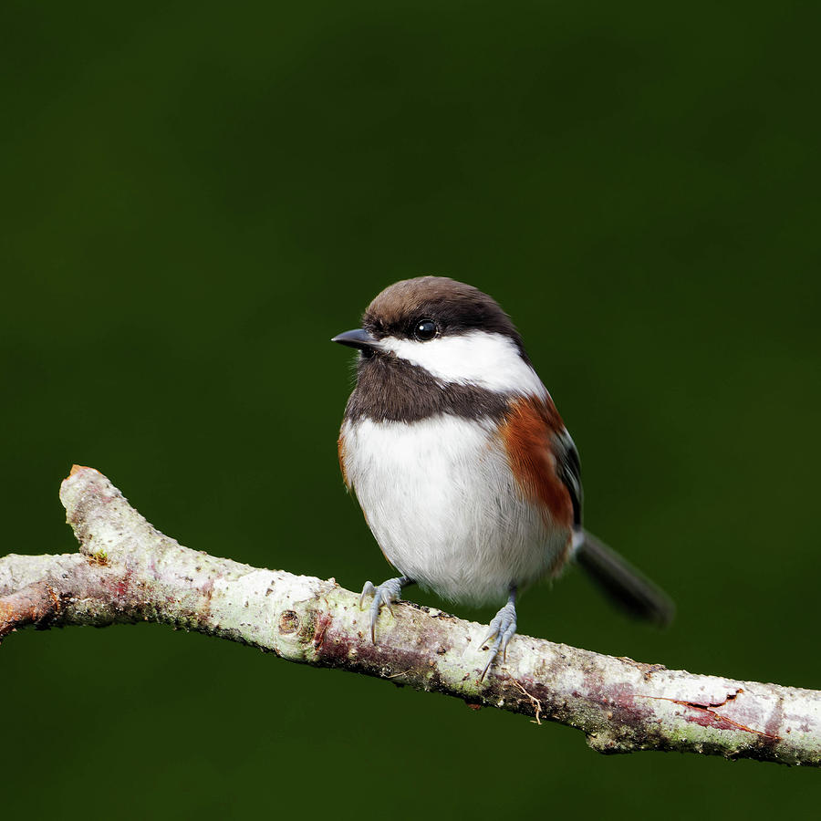 Chestnut-Backed Chickadee - Summer Photograph by Brad Mitchell | Fine ...