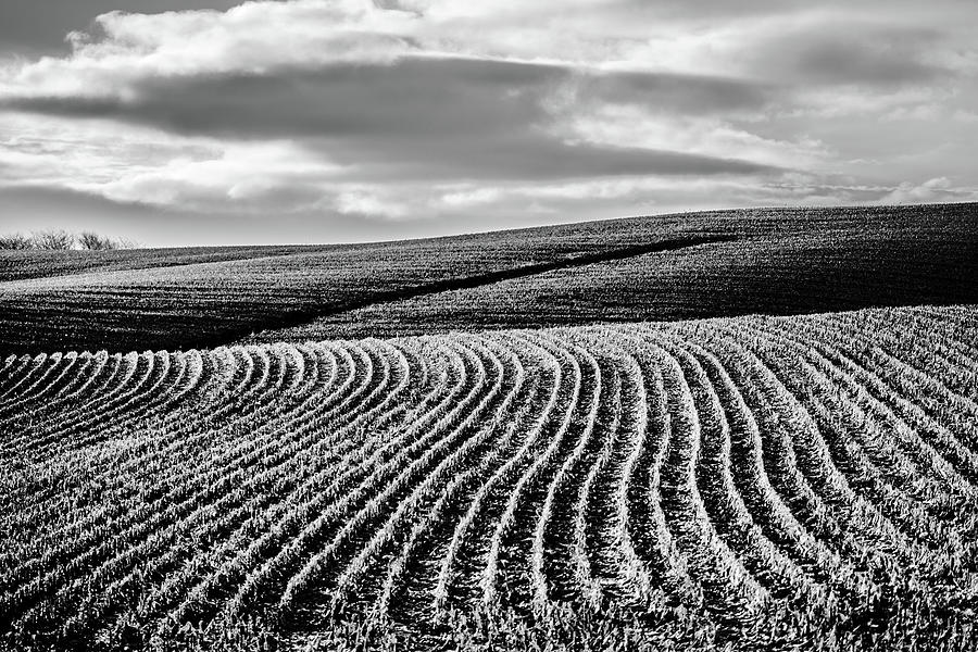 Corn Rows Photograph By Caleb Howard Fine Art America