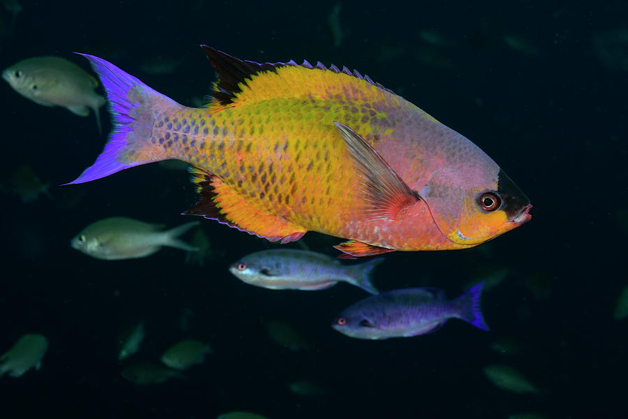 Creole Wrasse #1 Photograph by Humberto Ramirez - Fine Art America