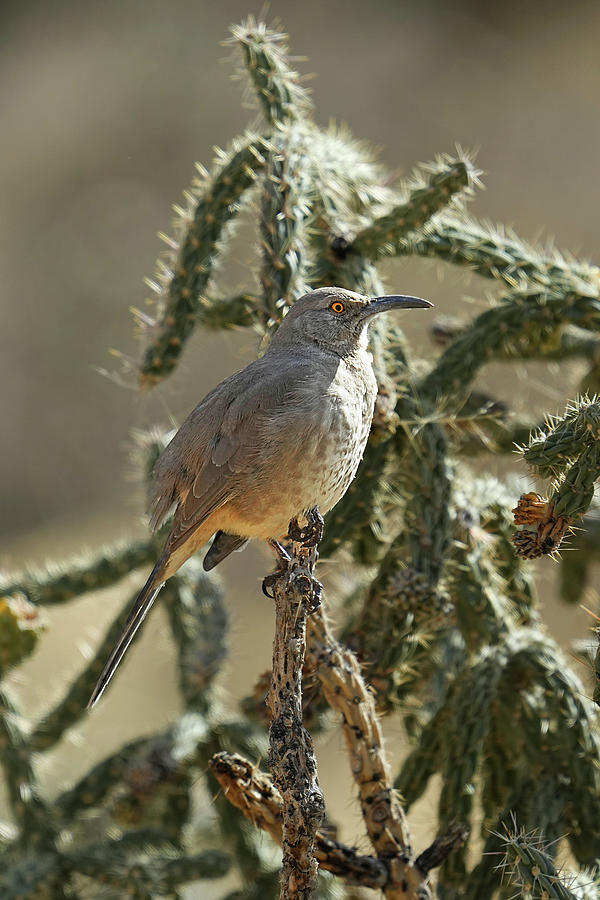 Curved-billed Thrasher Photograph by Alan Lenk - Fine Art America