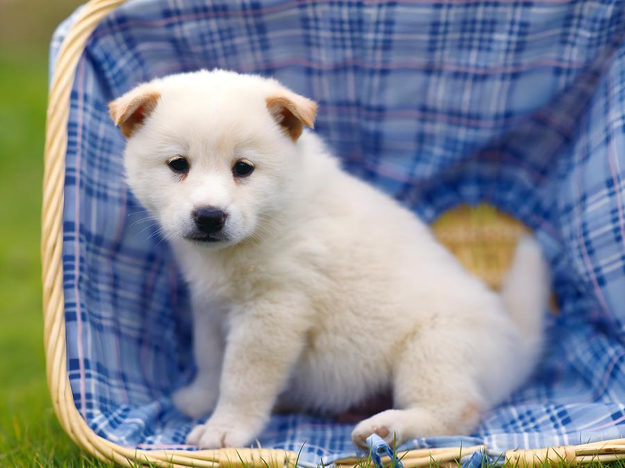 Dog Digital Art by Celestina Paul - Fine Art America