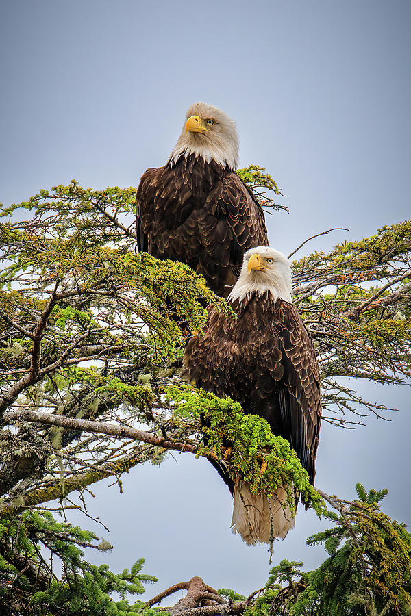 Double Eagle Photograph by Jon Snyder | Fine Art America