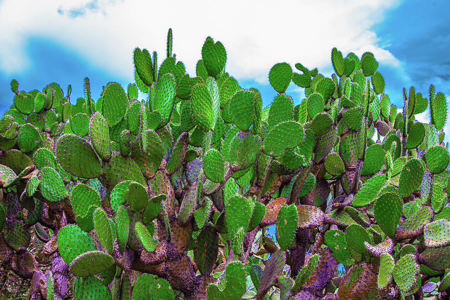 El Charco del Botanical Garden host beautiful cactus displays in San ...