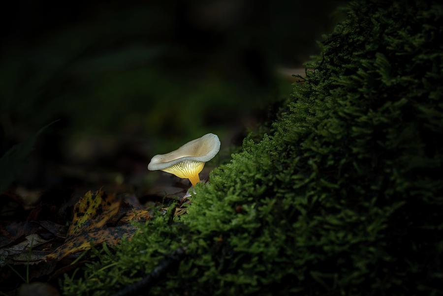 Fantasy glowing mushrooms in an enchanted forest. Photograph by Robert Thorley - Pixels