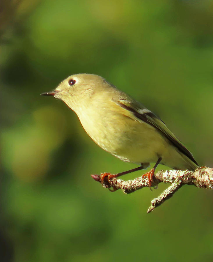 Female Yellow Warbler Photograph by Rebecca Grzenda - Fine Art America