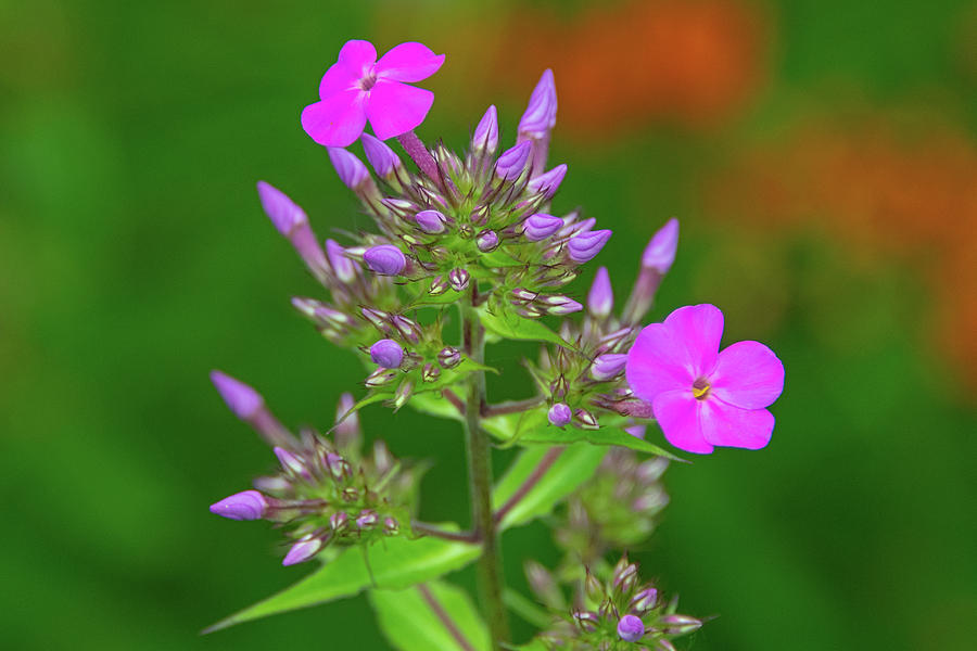Flowers-Phlox paniculata-Howard County, Indiana Photograph by William ...