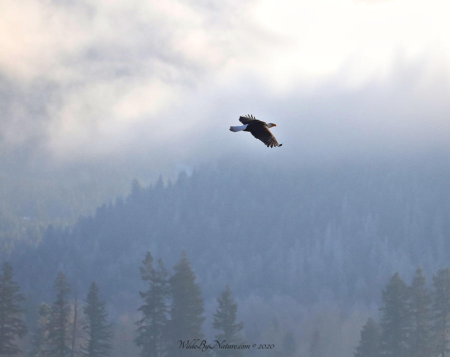 Freedom Digital Art by David Gerald Wilde Wilde - Fine Art America