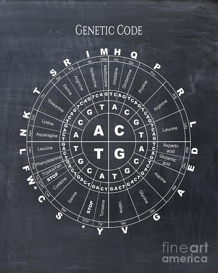 Genetic Code Chart - DNA Human Karyotype Digital Art by Visual Design ...