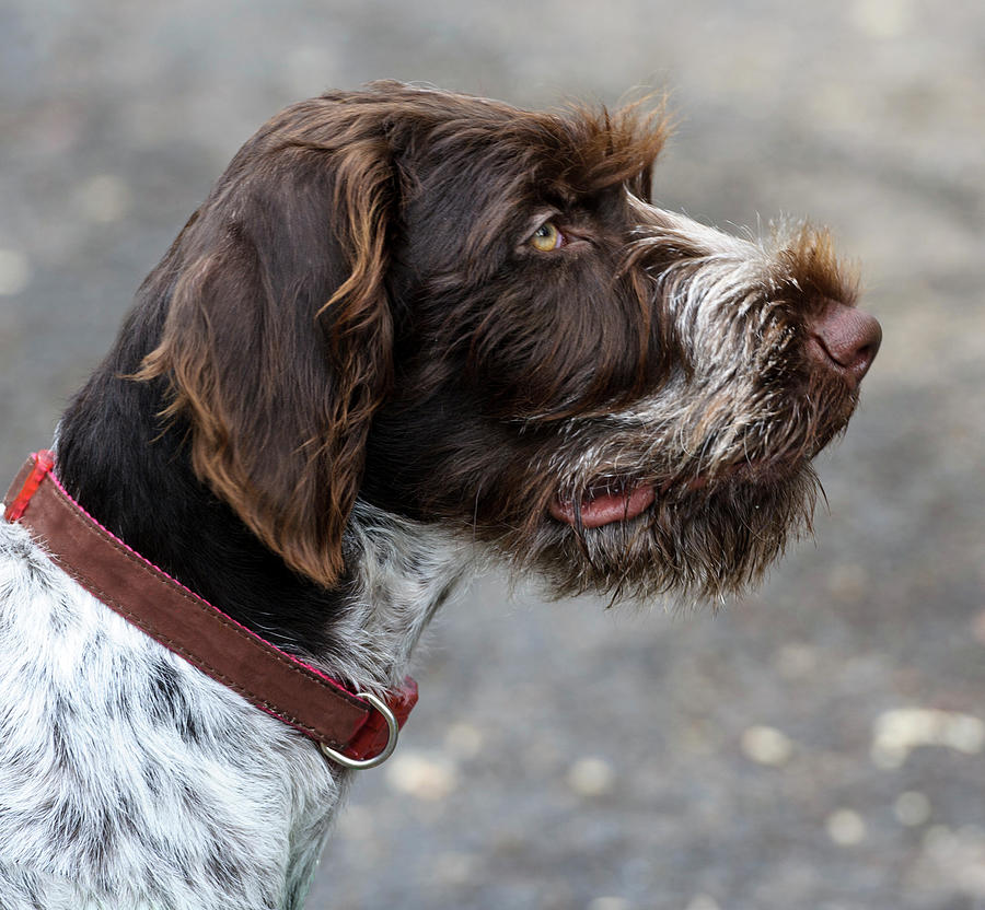 German Wire Haired Pointer Photograph by Lee Feldstein