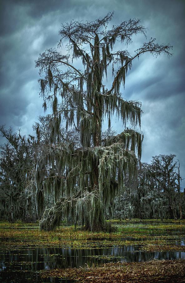 Giant Swamp Cypress Tree 2 Lake Martin Louisiana Vertical