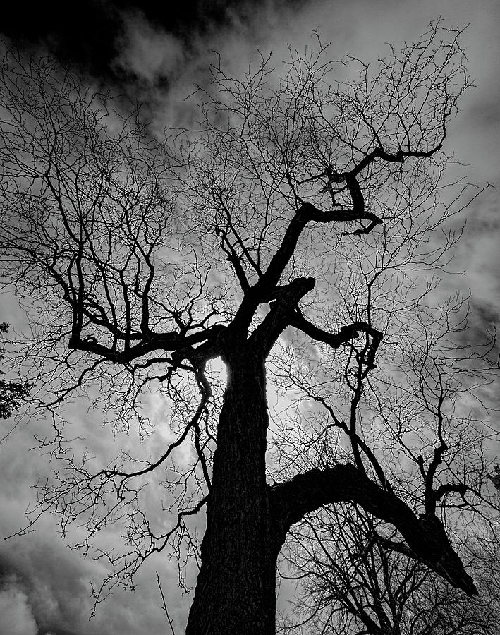 Gothic Tree Photograph by Robert Ullmann - Fine Art America
