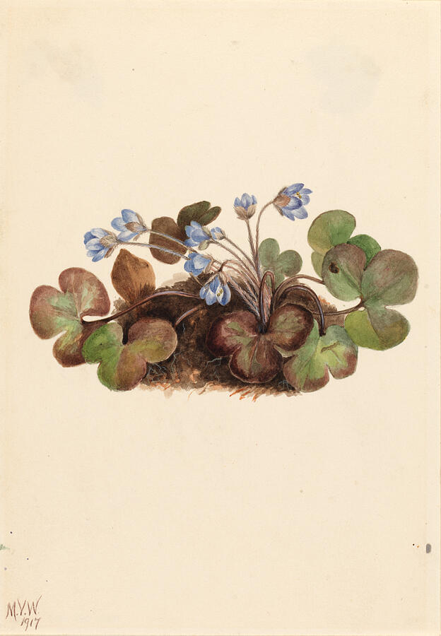 Hepatica Hepatica americana Drawing by Mary Vaux Walcott - Pixels