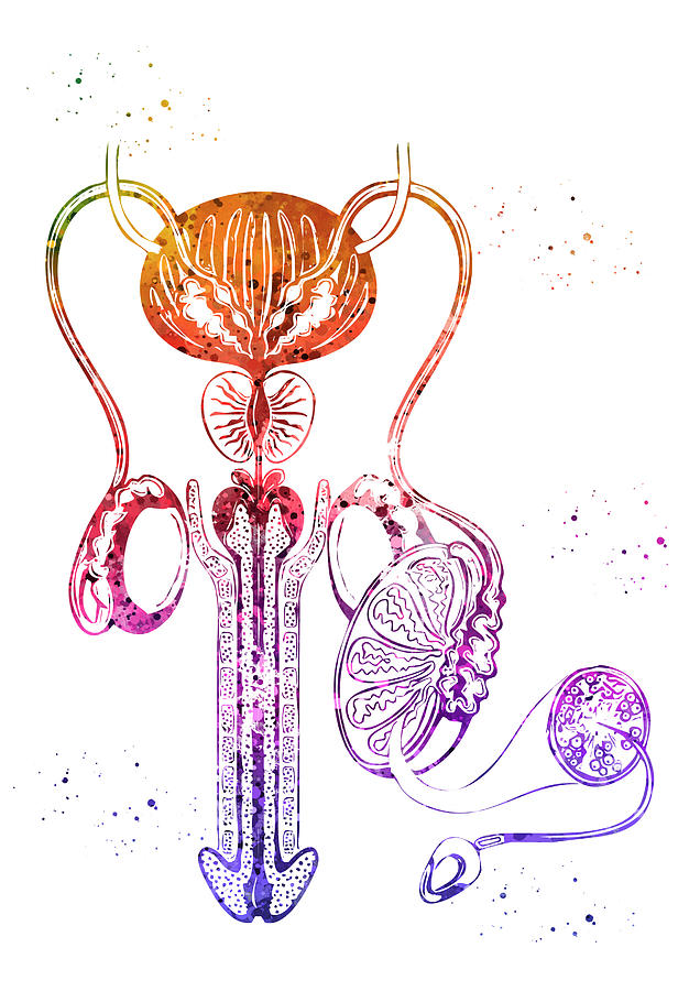 Human Male Reproductive System Digital Art by Erzebet S - Pixels