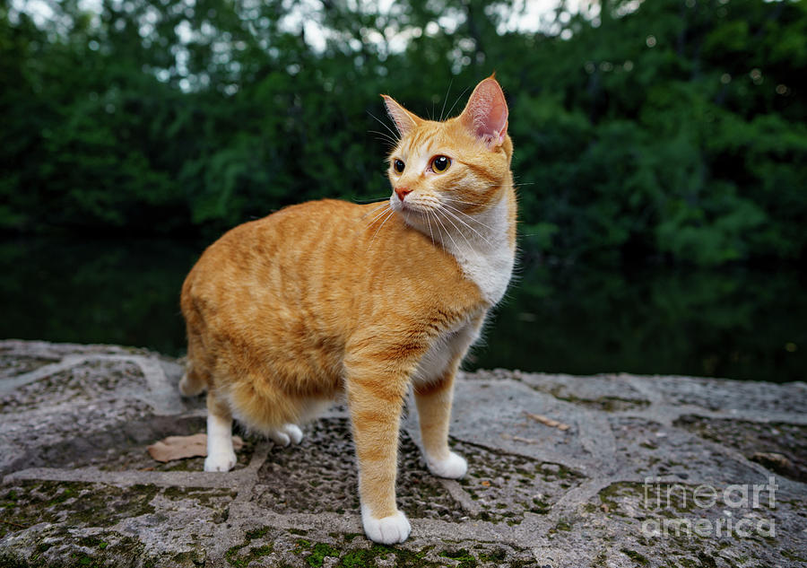 Image of a domestic shorthair orange tabby cat posing outdoors in the park Photograph by Felix ...