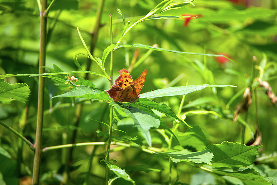 In The Bush Photograph by David Stasiak - Fine Art America In The Bush Photograph by David Stasiak - Fine Art America