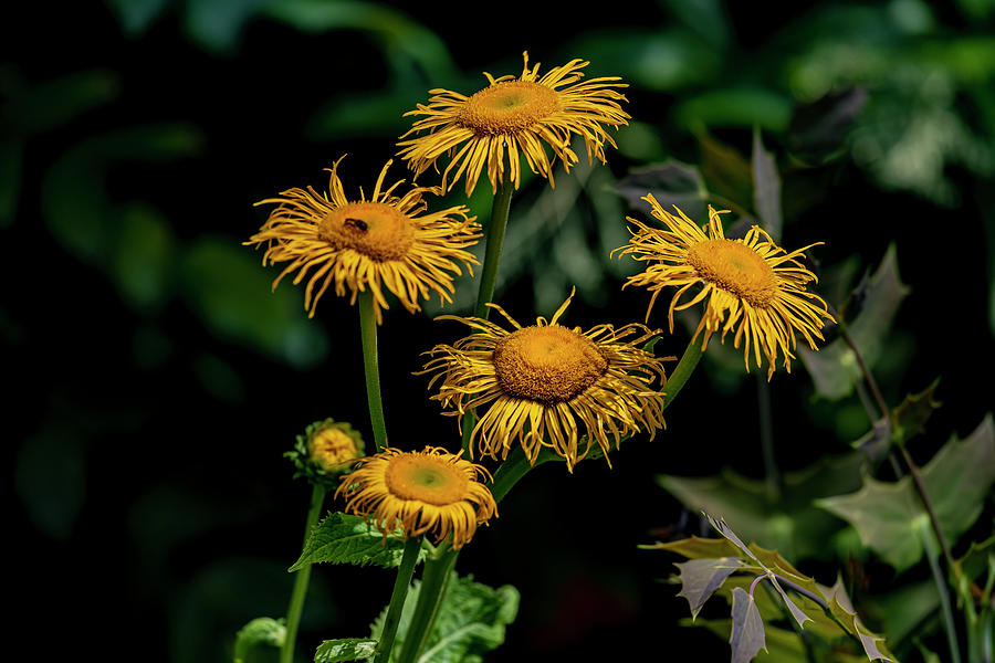 Inula helenium L. Photograph by Robert Ullmann - Fine Art America