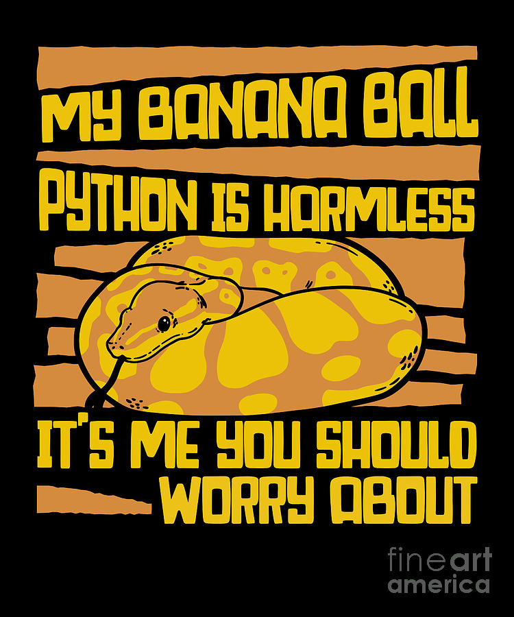 It's Me You Should Worry About Pythonidae Banana Ball Python Digital ...