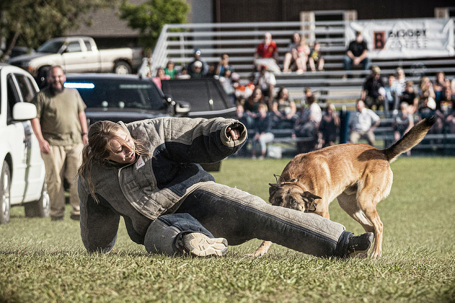 K9 Nvee - Buena Vista PD - Sammi Grzybowski Photograph by Lifework Productions - Fine Art America
