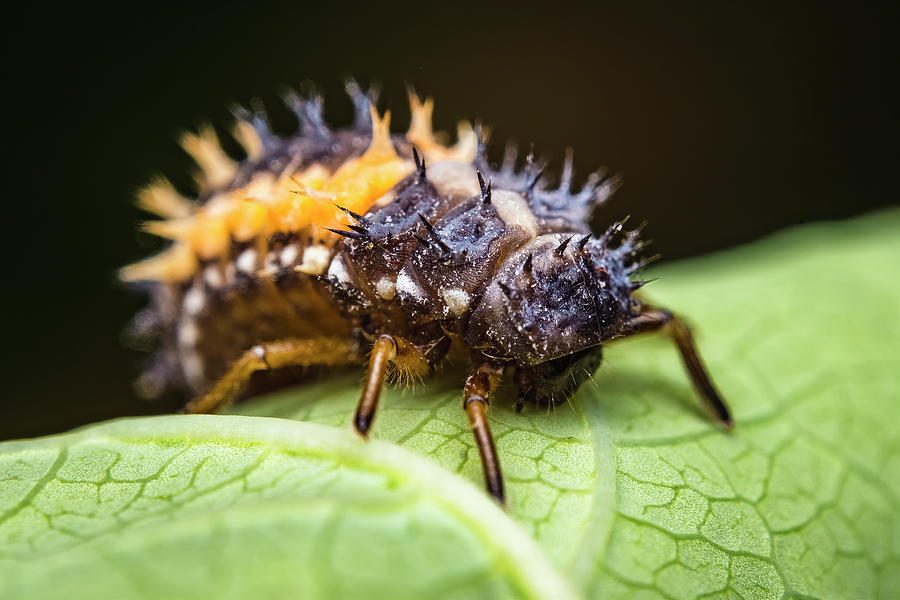 Ladybug Larvae - Coccinellidae Photograph by Aron's Tiny Safari - Fine Art America