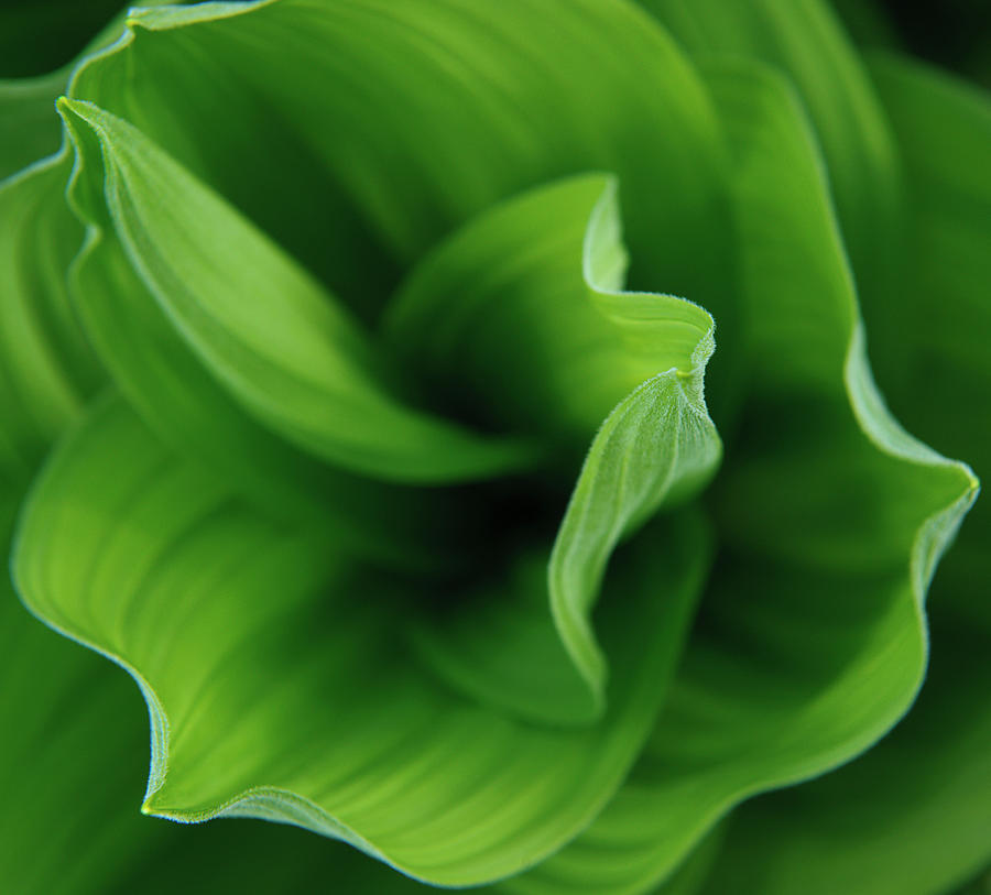 Cornhusk Lily Leaf Pattern Photograph by Steve Gandy - Fine Art America