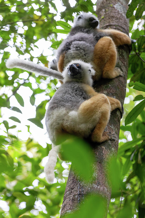 Lemur Diademed Sifaka, Propithecus diadema, Madagascar wildlife ...