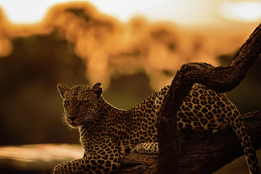 Leopard on a tree during sunset, Samburu, Kenya Photograph by Pranav ...