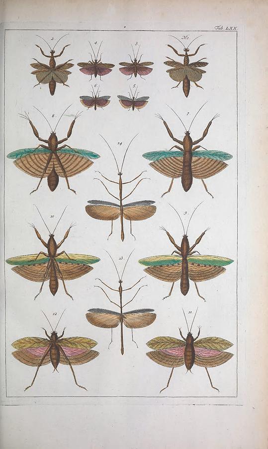 Locust #1 Mixed Media by World Art Collective - Fine Art America