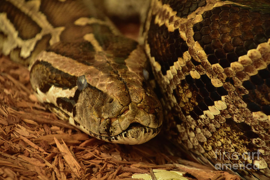 Looking into the Face of a Burmese Python Photograph by DejaVu Designs ...