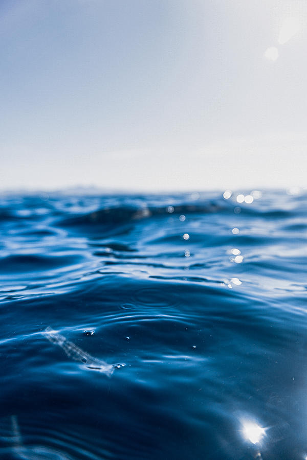 Just Above The Surface Photograph by Jake Purcell - Fine Art America