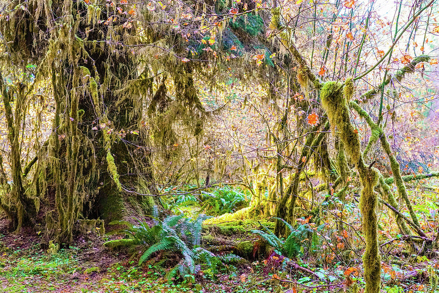 Mystical Rainforest Photograph by Joseph Peppard - Fine Art America Mystical Rainforest Photograph by Joseph Peppard - Fine Art America